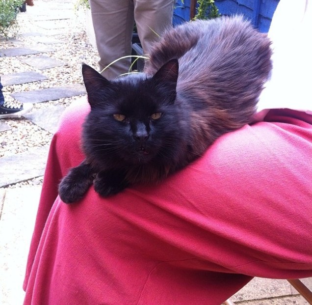 Dear Editors – Here are my Poems! – Josephine Corcoran